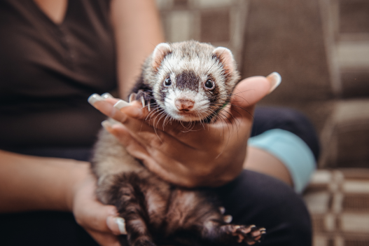 Are Ferrets Good Pets? House Training, Healthcare + What to Expect