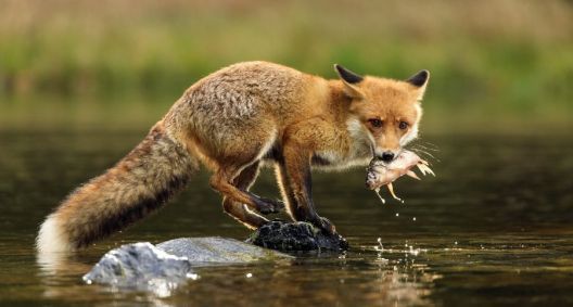 Fox Fishing for Carp is First Documented Case, Says Study