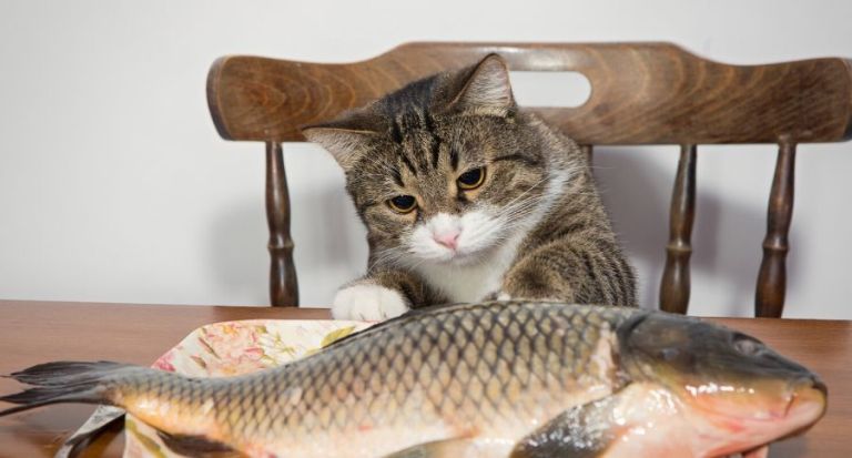 Why Do Cats Like Fish?