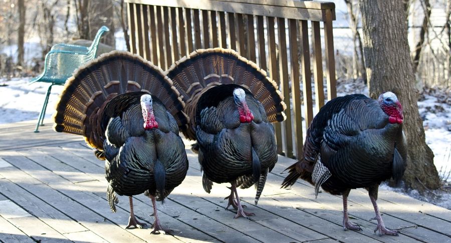 Narragansett Turkey: Breed Overview, Temperament, and Eggs