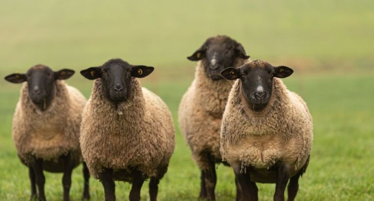 Suffolk Sheep: Characteristics and Breed Overview