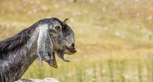 Shami Goats: Breed Overview and History