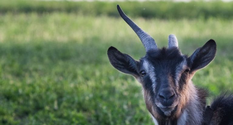 Toggenburg Goat: Breed Overview and Uses