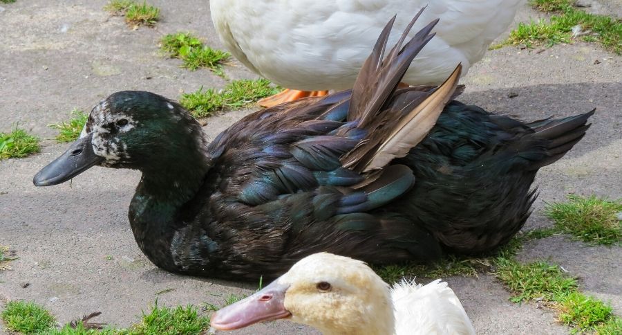 Cayuga Duck: Facts, Care Guide and Behavior