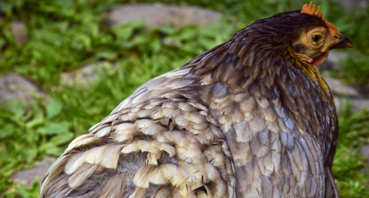 The Buckeye Chicken: Appearance, Temperament and Egg Laying