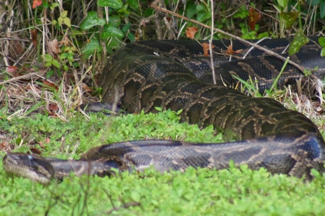You Can Apply to Hunt Pythons With Shotguns in Florida - Wide Open Spaces