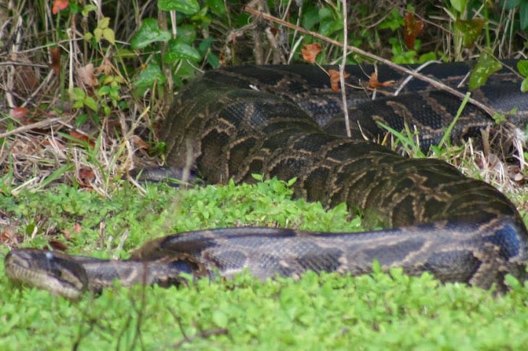 You Can Apply to Hunt Pythons With Shotguns in Florida - Wide Open Spaces