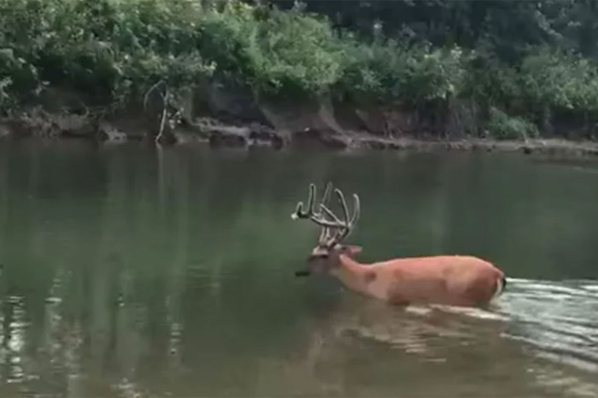 Deer Backflip: Buck Suffering From CWD Attempts Bizarre Trick