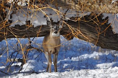 Breaking Down a Typical Winter for Deer, Elk and Moose - Wide Open Spaces