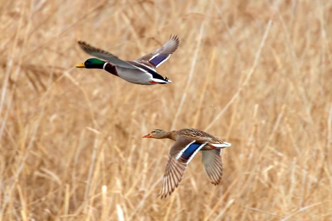 Understanding Migratory Bird Flyways and How to Hunt Them - Wide Open ...