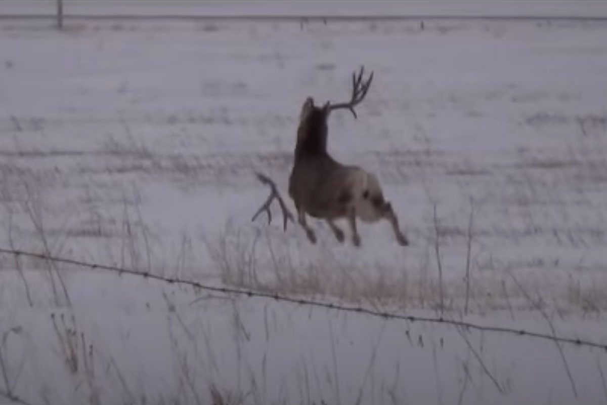 8 Creative Ways to Trap Antlers - Wide Open Spaces