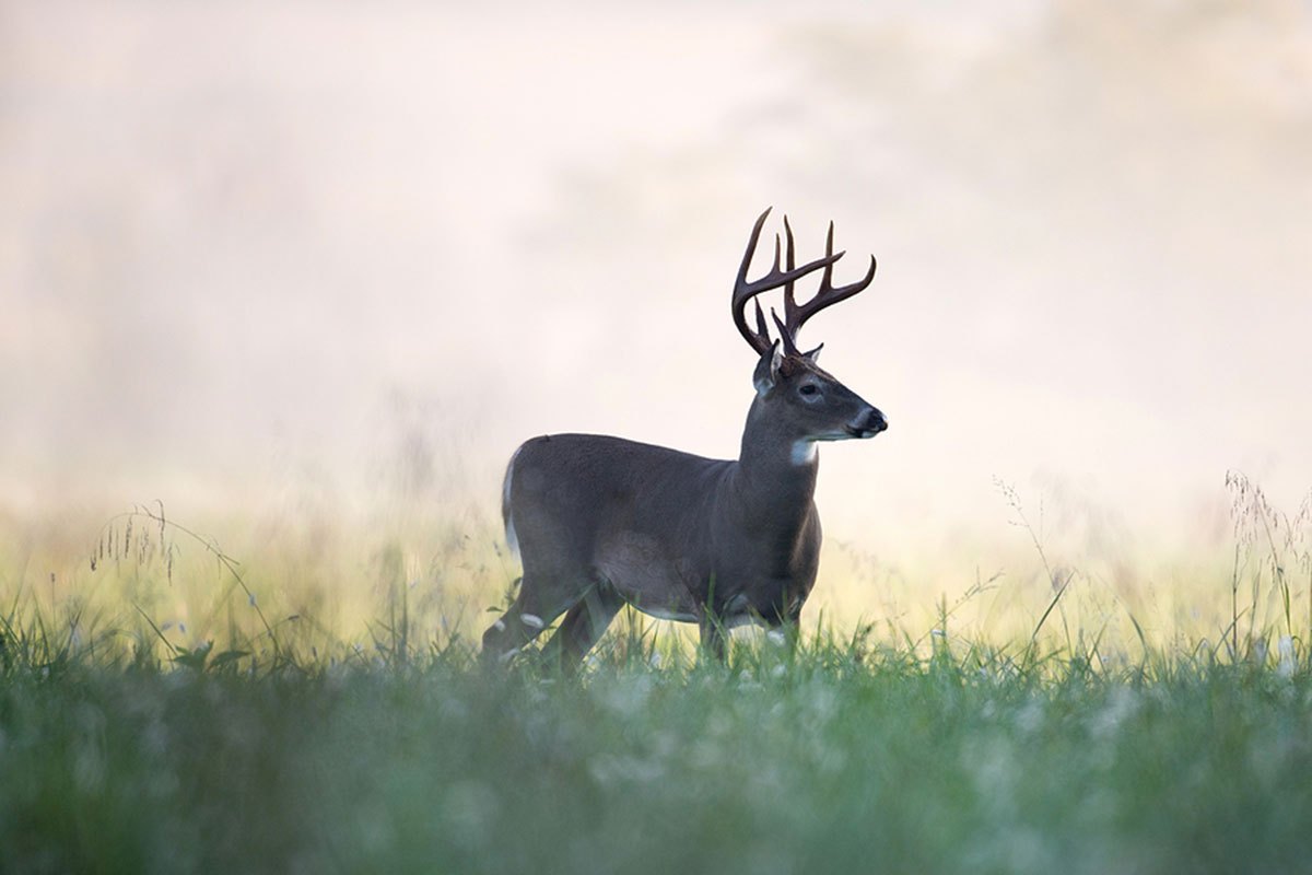 10 Common Whitetail Deer Diseases That Are Plaguing Herds Nationwide ...