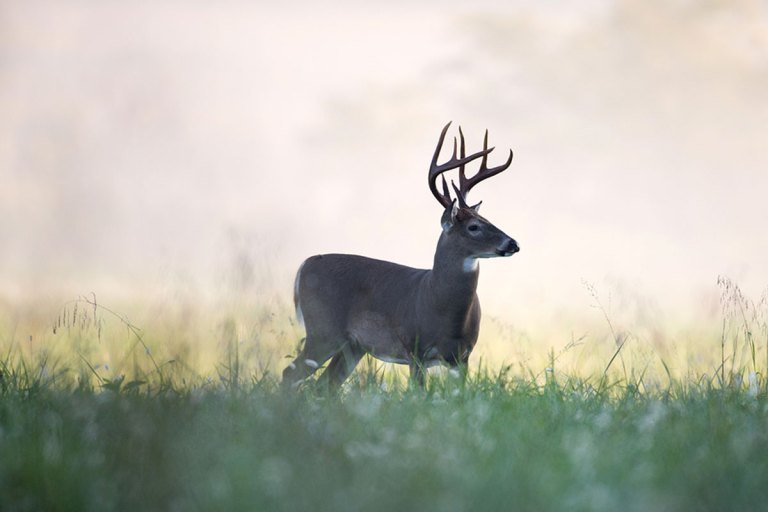 Bowhunter Bags Massive, 140-inch Ohio 6-Point Whitetail on Film - Wide ...