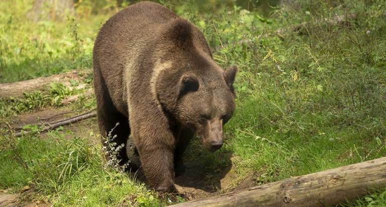 Hunter Narrowly Escapes Charging Grizzly Bear - Wide Open Spaces
