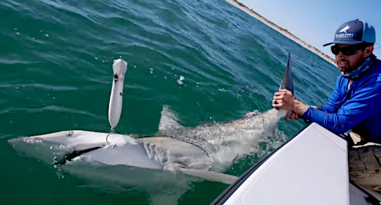 This 25 Foot Shark is Largest Ever Caught by Rod and Reel in Europe ...
