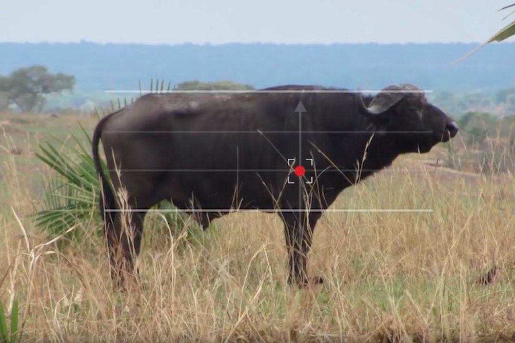 Cape Buffalo Charges Hunters in White-Knuckle Clip - Wide Open Spaces