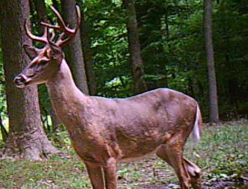 Reflecting on Deer Season: The Story of My Michigan Buck - Wide Open Spaces