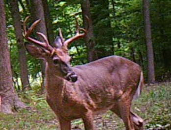 Reflecting on Deer Season: The Story of My Michigan Buck - Wide Open Spaces