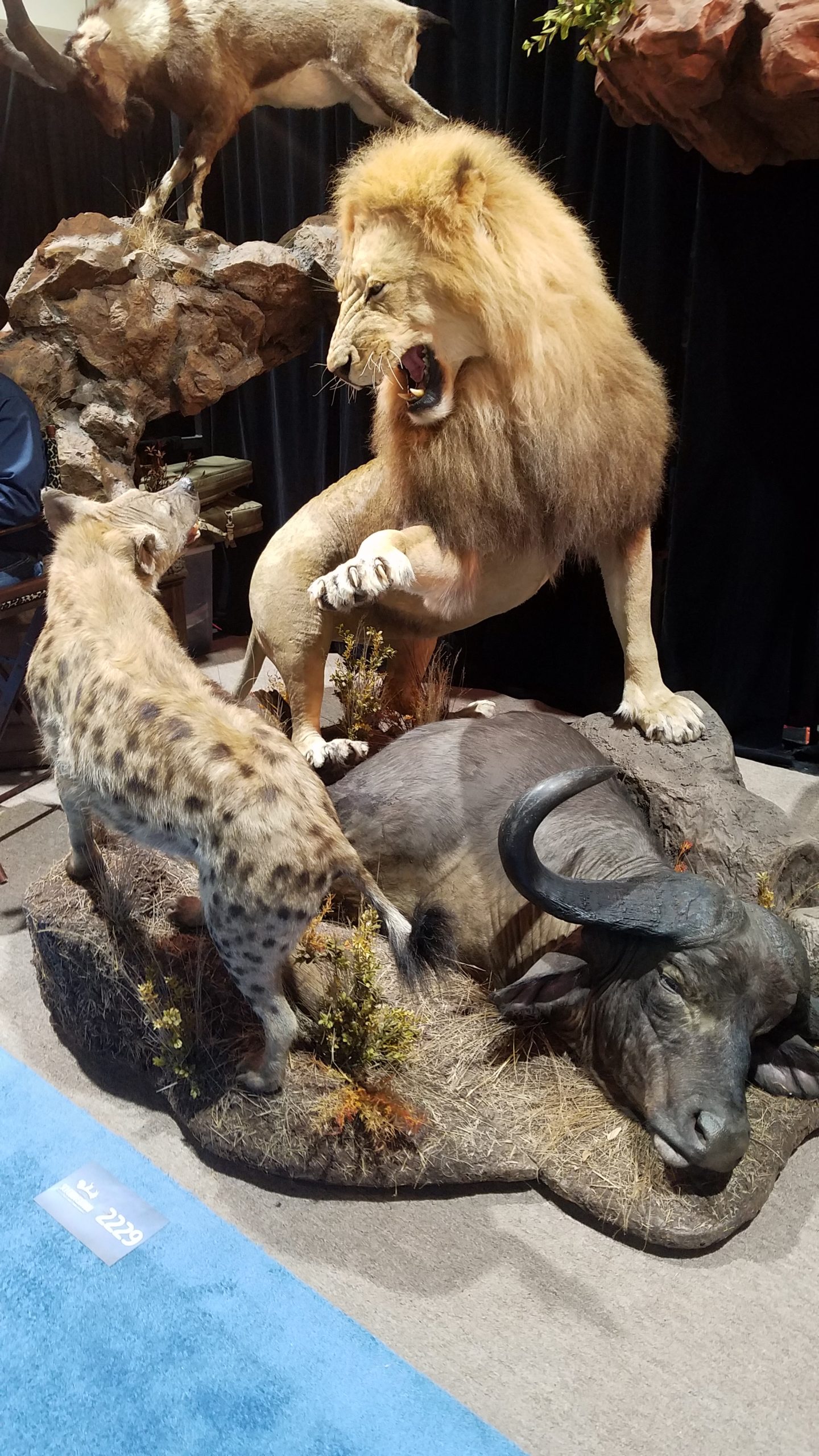 15 of the Coolest Taxidermy Mounts From the 2020 SCI Convention - Wide ...