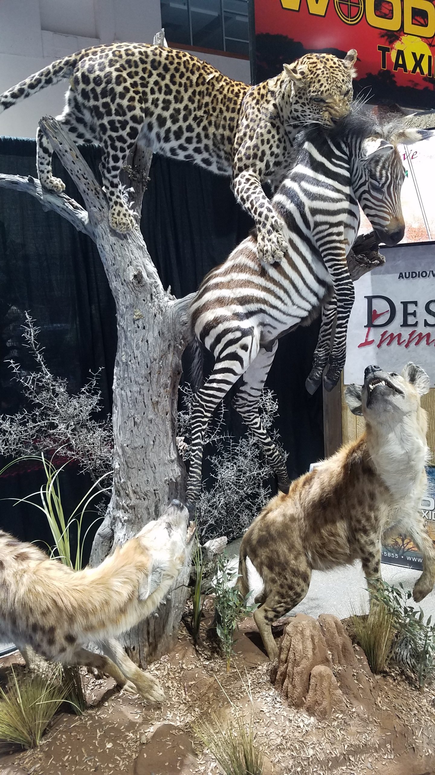 15 of the Coolest Taxidermy Mounts From the 2020 SCI Convention - Wide ...