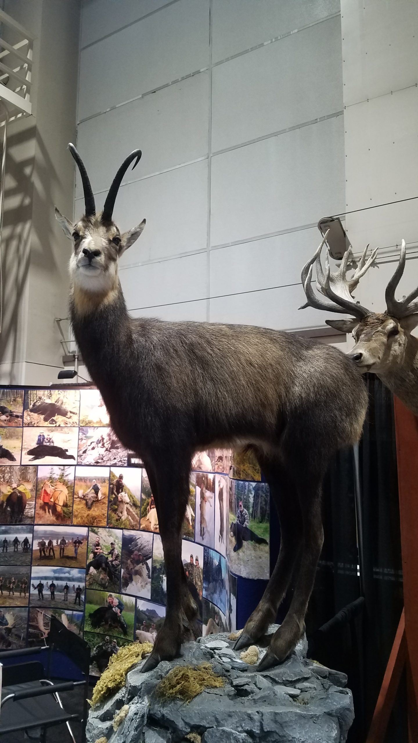 15 of the Coolest Taxidermy Mounts From the 2020 SCI Convention - Wide ...