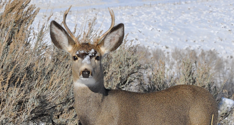 Can Humans Get CWD? The Facts on This Deadly Deer Disease - Wide Open ...