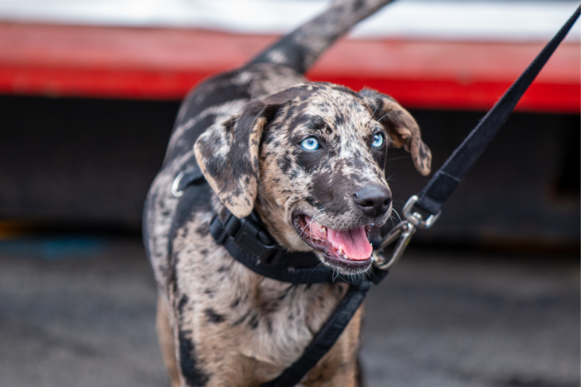Catahoula Leopard Dog: Meet The Perfect Family & Farm Dog