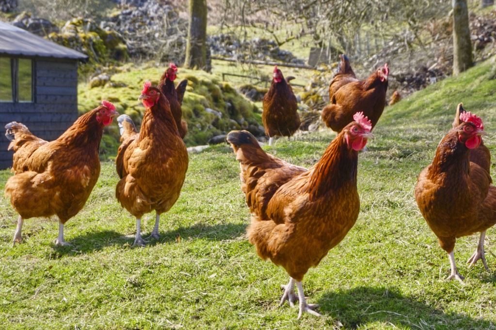 Gang of 100 Feral Chickens Terrorize Town, Chase Joggers