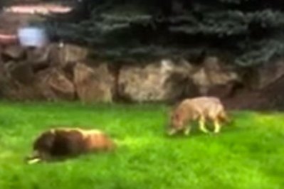 Coyote Tries to Stalk and Hunt Chocolate Lab - Wide Open Spaces