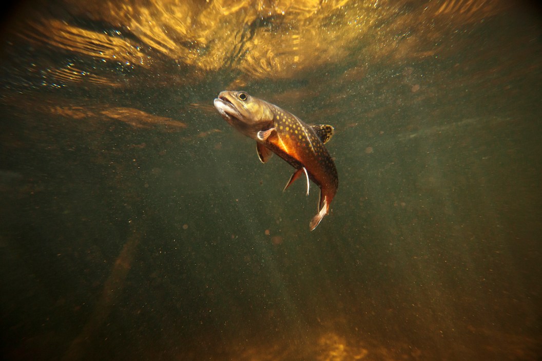 Trout in the United States: All the Top Species to Fish