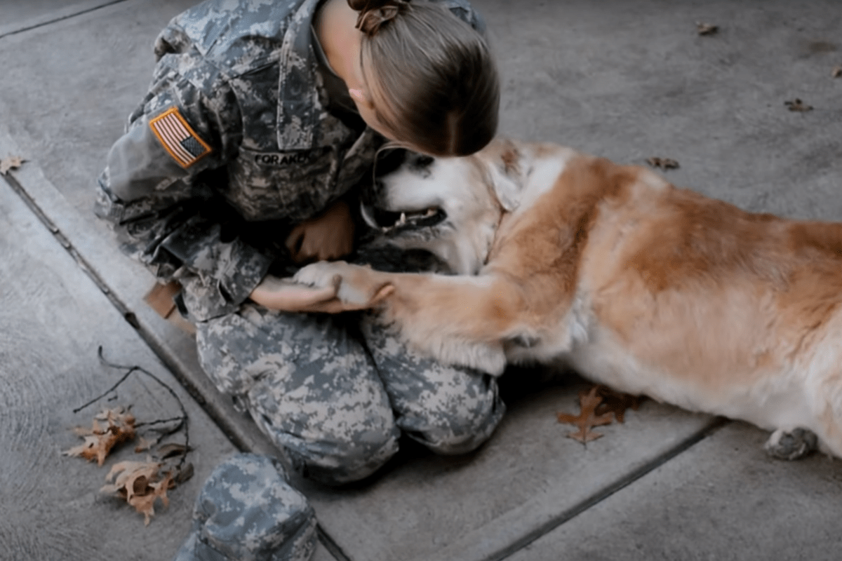 Senior Dog Greets His Soldier as She Returns Home