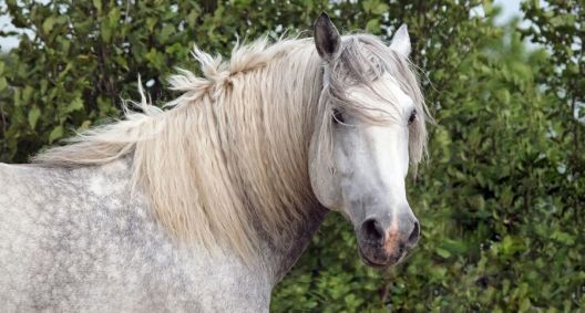 Percheron Breed Profile: Temperament, Care, Personality, History