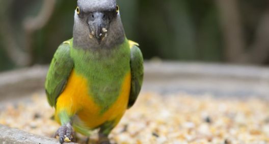 Senegal Parrots: Care Guide to Feeding, Housing, and Behavior