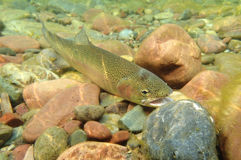 Trout in the United States: All the Top Species to Fish