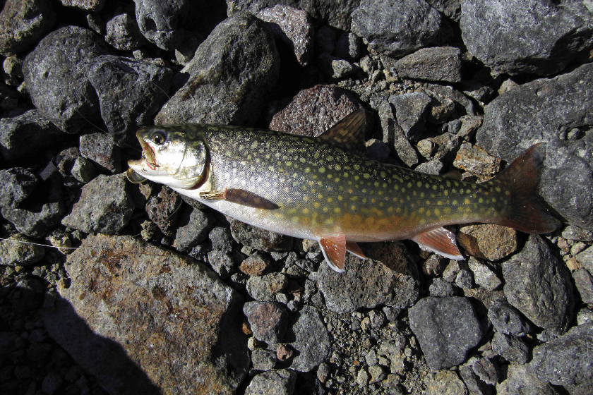 Trout in the United States: All the Top Species to Fish