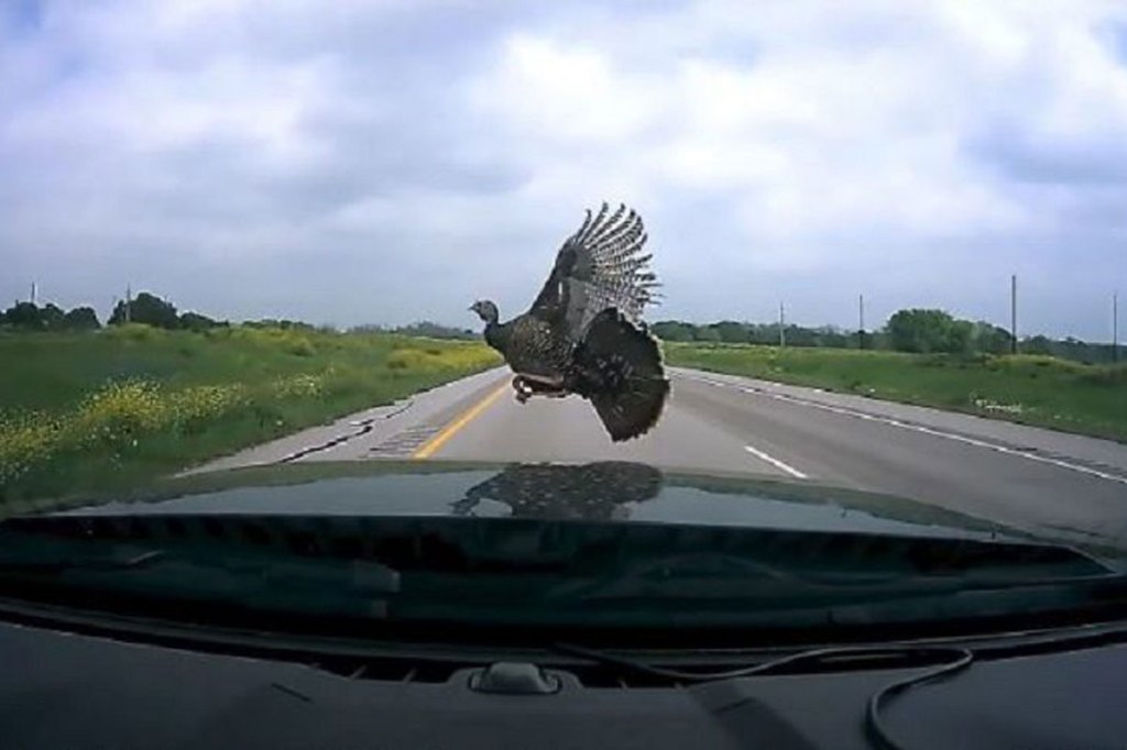 Driver's Windshield Connects With Flying Turkey - Wide Open Spaces