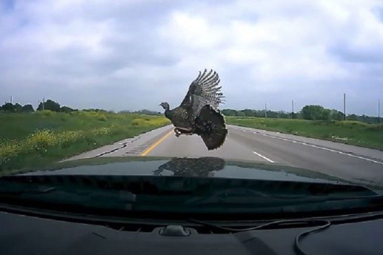 Driver's Windshield Connects With Flying Turkey - Wide Open Spaces