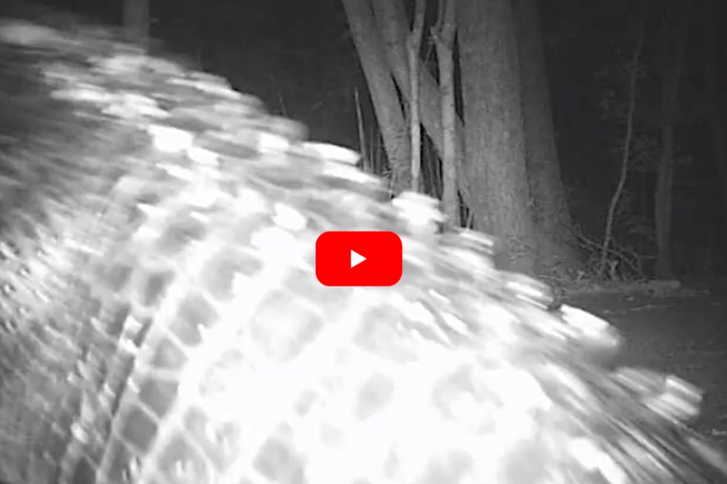10 Inexplicable Trail Camera Photos - Wide Open Spaces