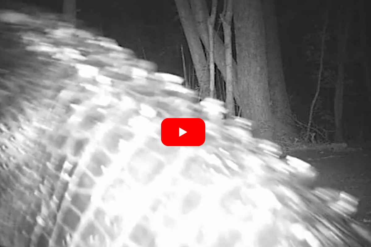 Huge Wild Alligator Looks Like a Dinosaur Sauntering Past a Trail ...