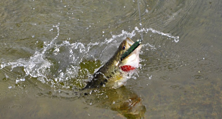60 Explosive Topwater Bass Strikes in Under 5 minutes