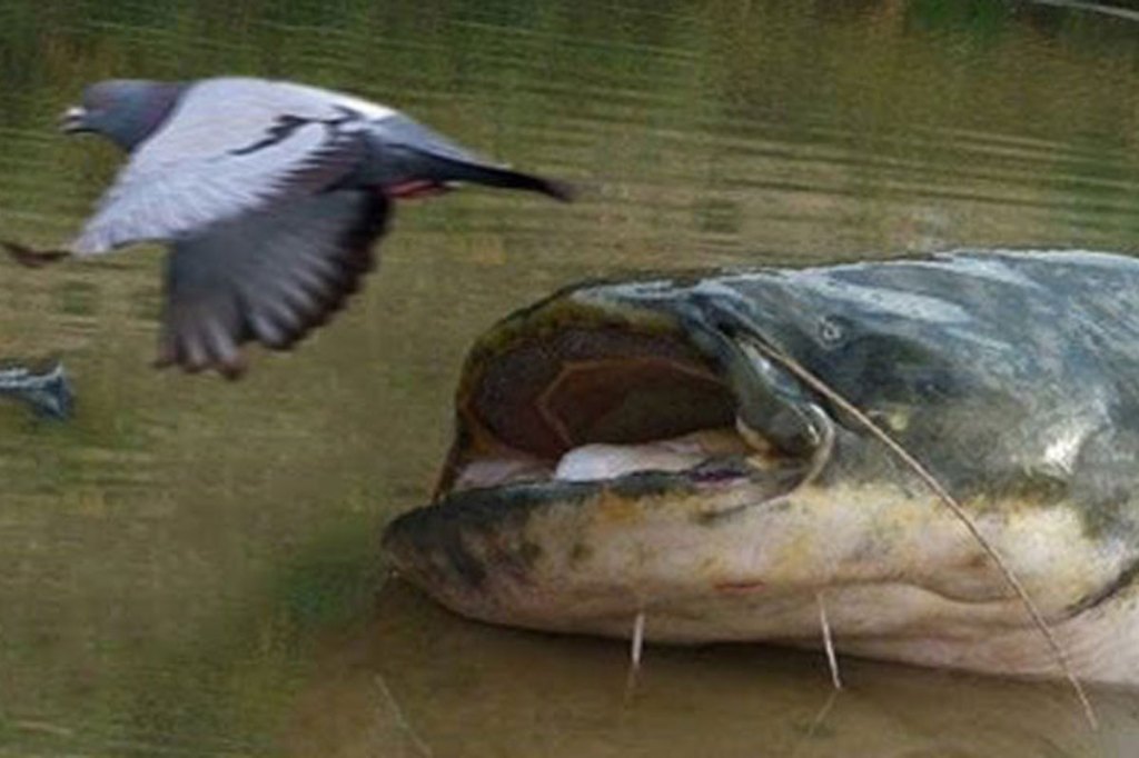 Apparently Catfish Can Beach Themselves to Hunt Pigeons - Wide Open Spaces