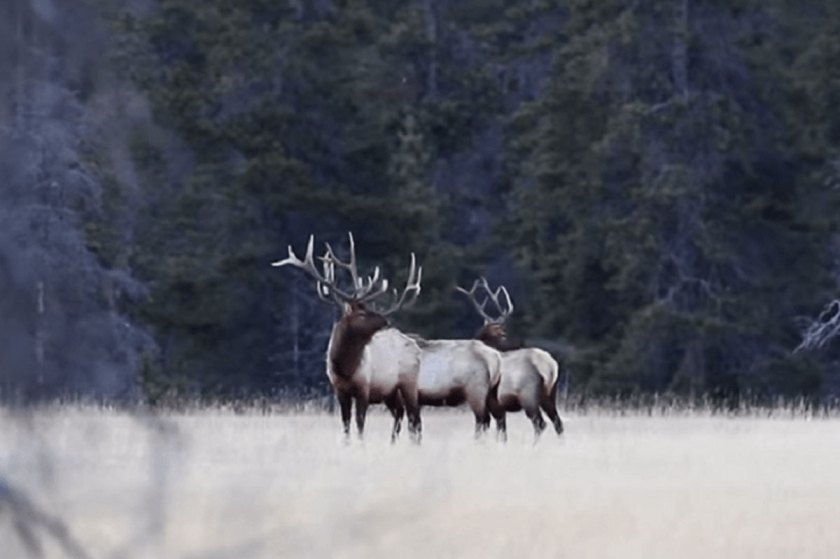 Trophy Bull Elk Sheds His Antlers - Wide Open Spaces