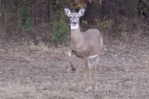 Video: Which of These Monster Bucks You Would Take? - Wide Open Spaces
