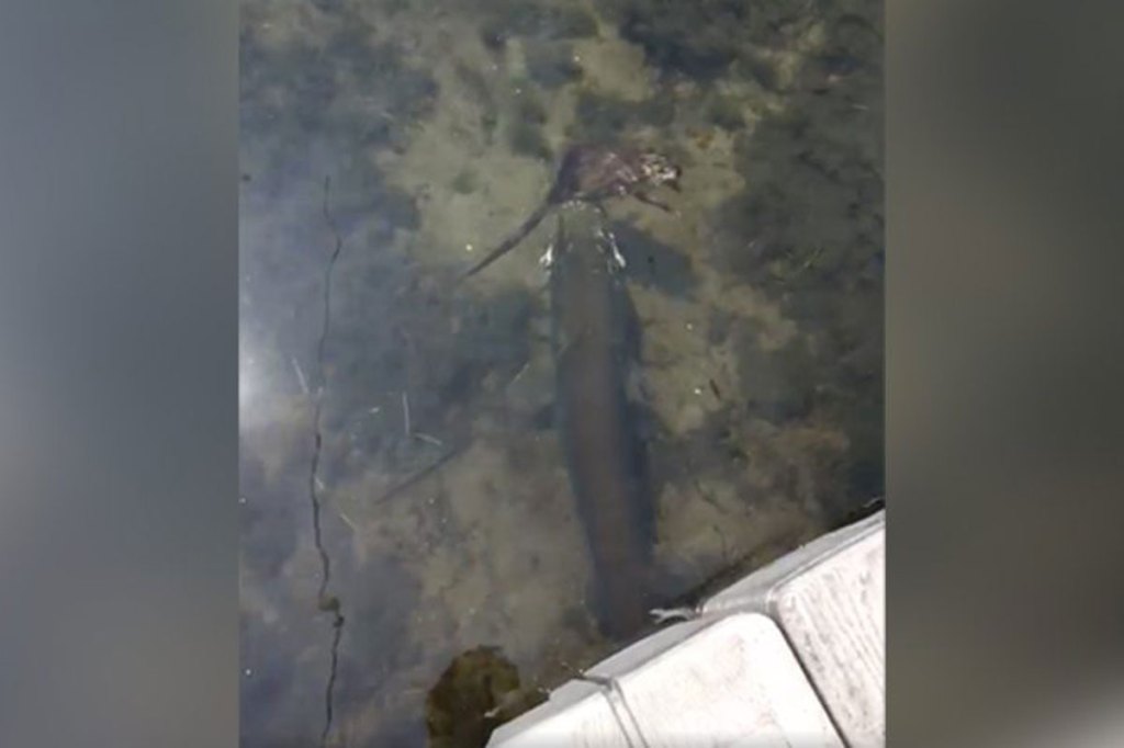 Boys Fishing on Grandma's Dock Film a Muskie Eating a Muskrat - Wide ...