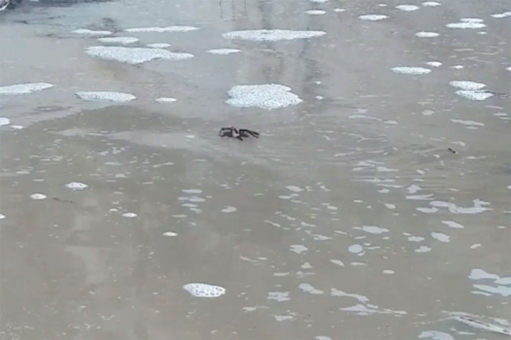 Swimming Tarantulas Actually Exist, Confirmed By This Video Shot in ...