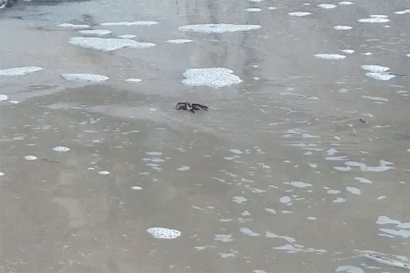Swimming Tarantulas Actually Exist, Confirmed By This Video Shot in ...