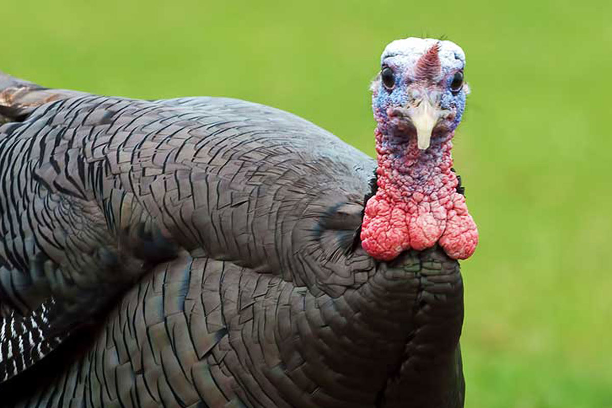 Turkey Vision: How a Gobbler Sees