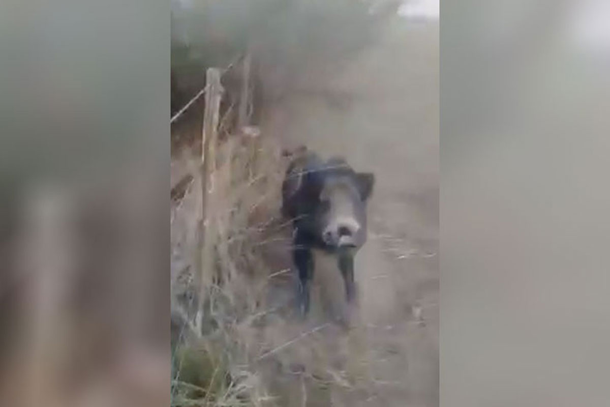 This Might Just Be the Meanest Hog of All Time - Wide Open Spaces