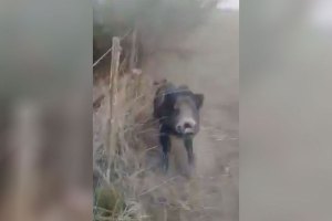 This Might Just Be the Meanest Hog of All Time - Wide Open Spaces