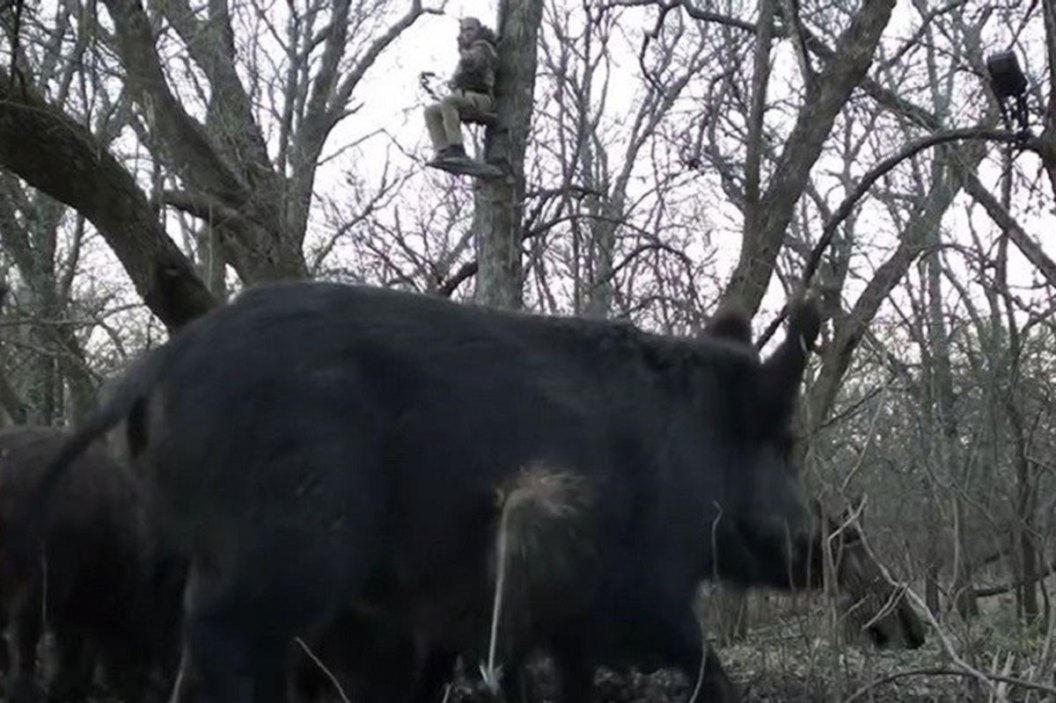 Texas Hunter Captures Reverse-Angle Footage of Shot on Hog - Wide Open ...